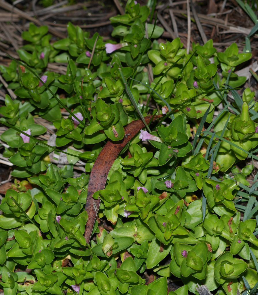 Austral Brooklime from Kanangra NSW 2787, Australia on December 13 ...