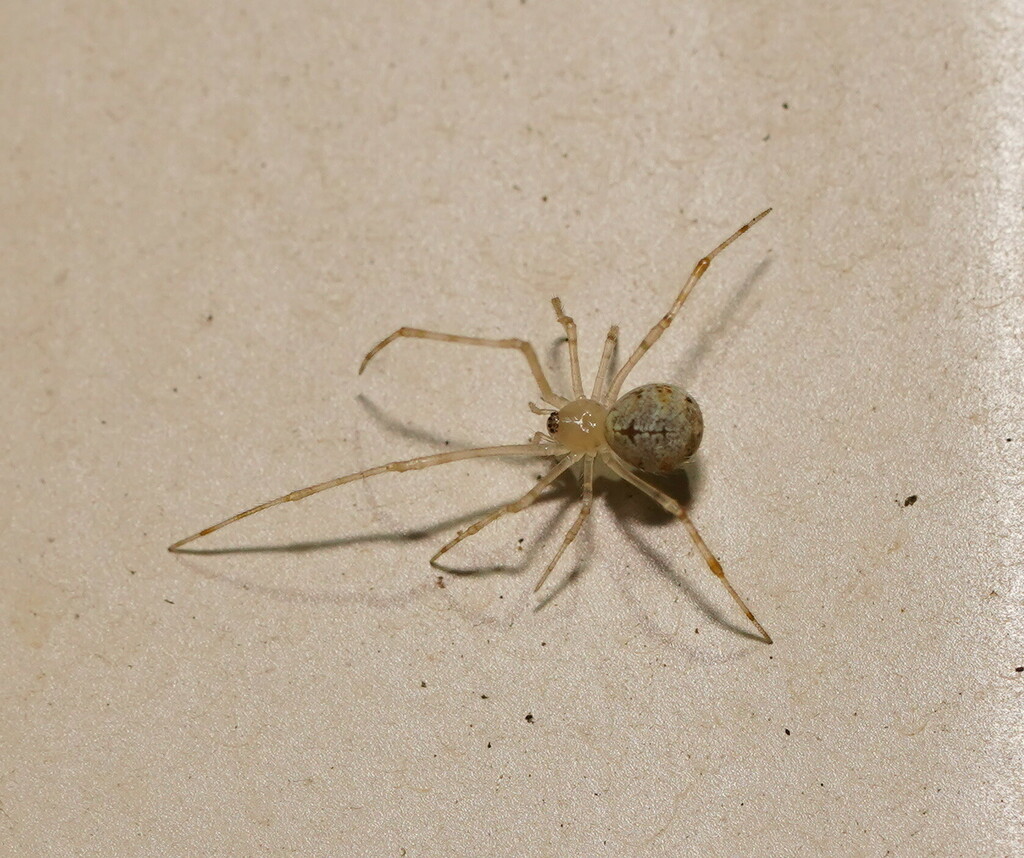 White porch spider from Monbulk VIC 3793, Australia on January 15, 2024 ...