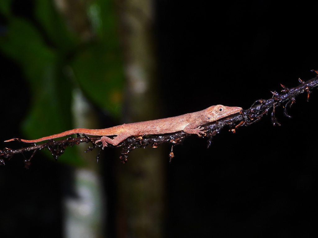 Dwarf Anole in December 2023 by Yinan Li · iNaturalist