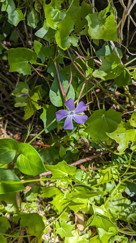greater periwinkle from Brown Hill Creek SA 5062, Australia on January ...