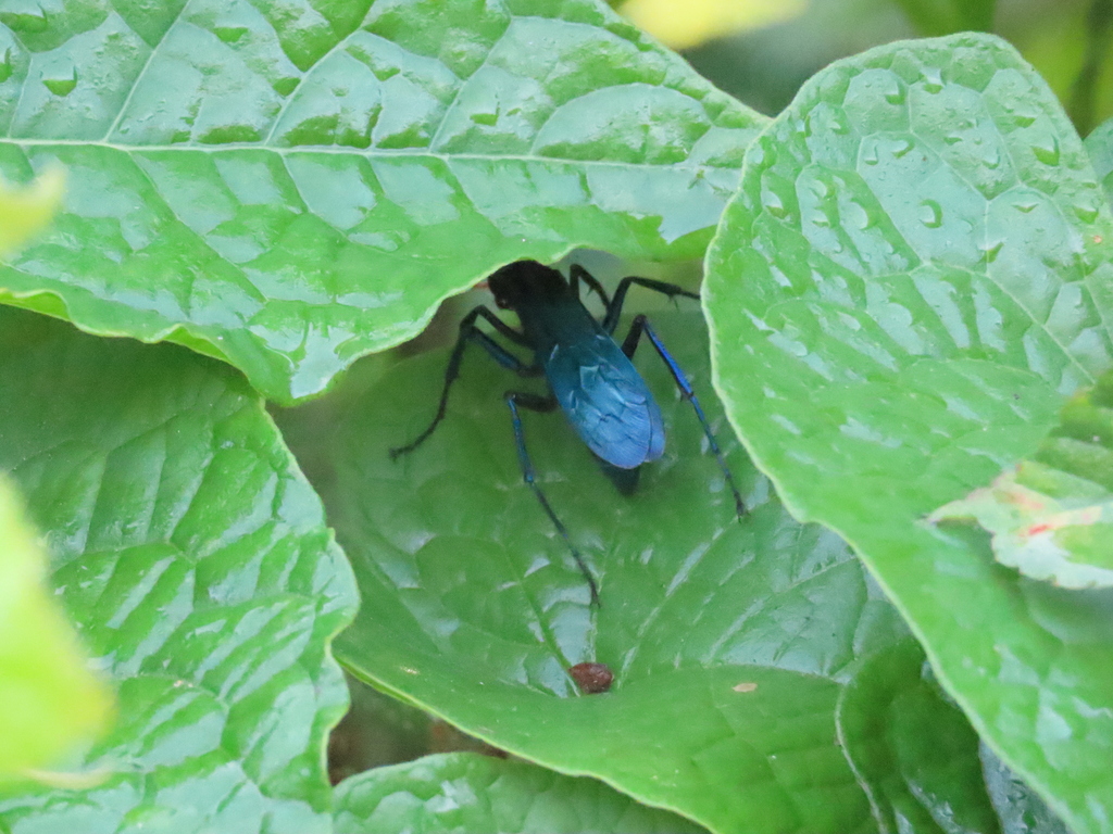 Orange-horned Tarantula Hawk from Punta Arenas, Vieques, Puerto Rico on ...