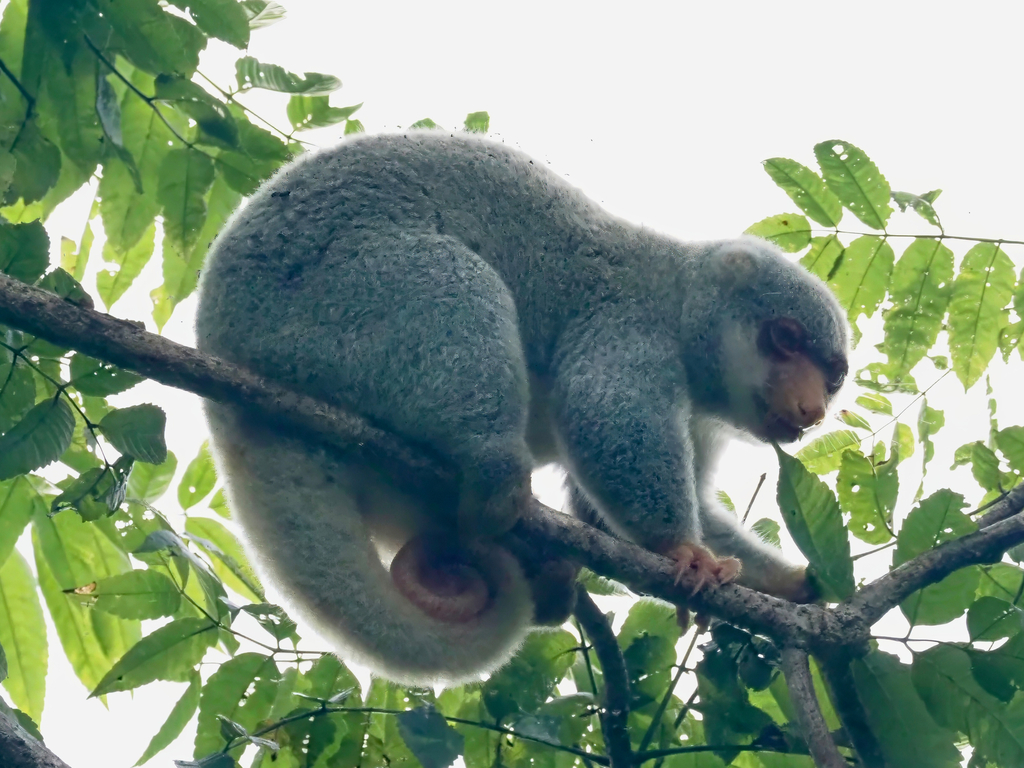 Common Spotted Cuscus from Iron Range QLD, Australia on March 3, 2023 ...