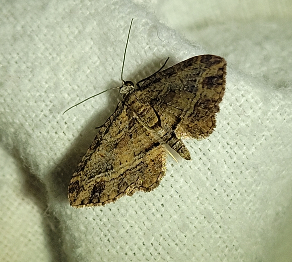 Australian Pug Moth from South New Brighton, Christchurch 8062, New ...