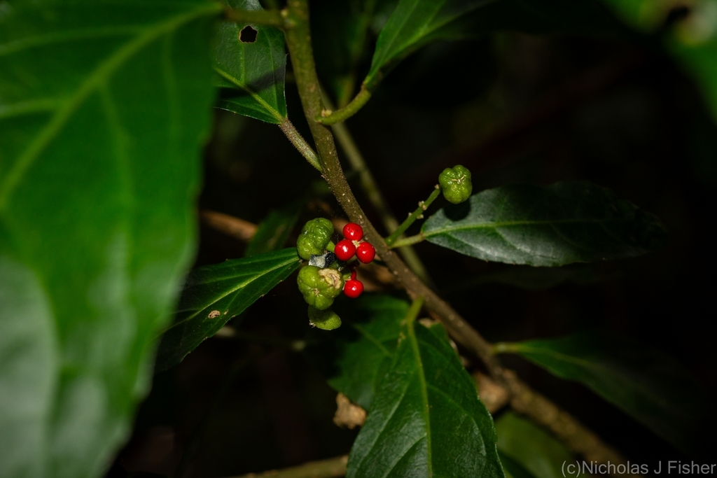 Claoxylon australe from Tamborine Mountain QLD 4272, Australia on ...