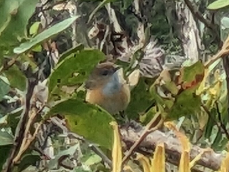 Southern Emuwren from Lake Innes NSW 2446, Australia on January 18 ...