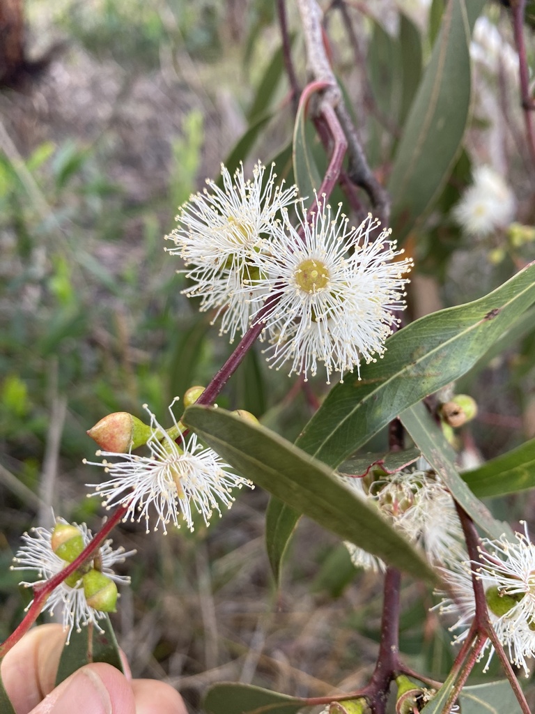 manna gum from Point Richards Flora and Fauna Reserve, Portarlington, VIC, AU on January 18 ...