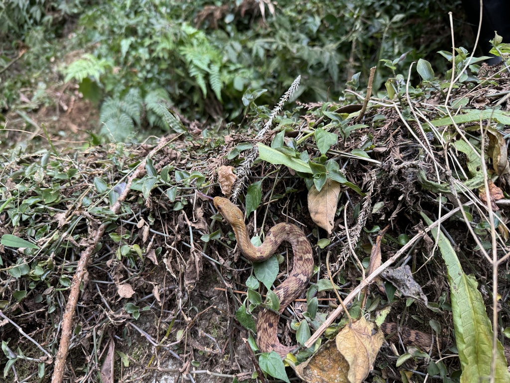 Stejneger's Bamboo Snake from 臺灣島, 鹿谷鄉, NAN, TW on January 18, 2024 at ...