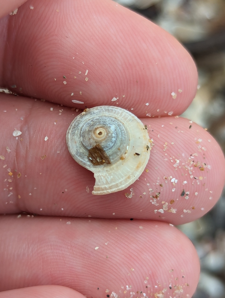 Architectonica perdix from Cairns QLD, Australia on January 17, 2024 at ...