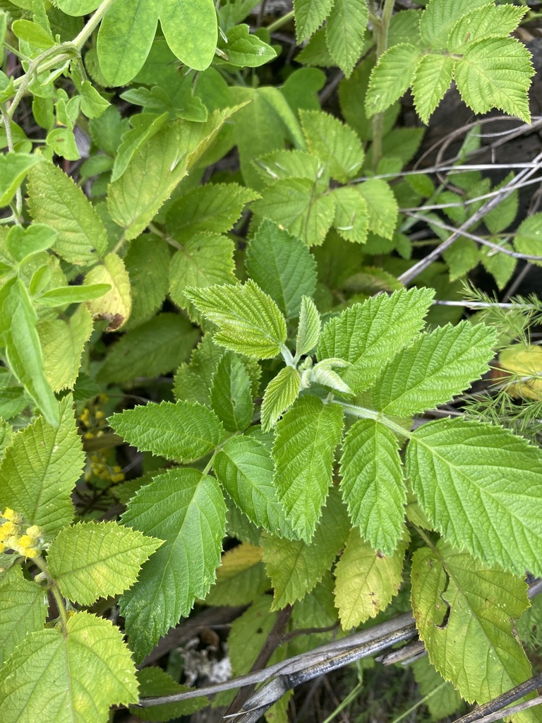 Common Bramble from Gert Sibande District Municipality, South Africa on ...