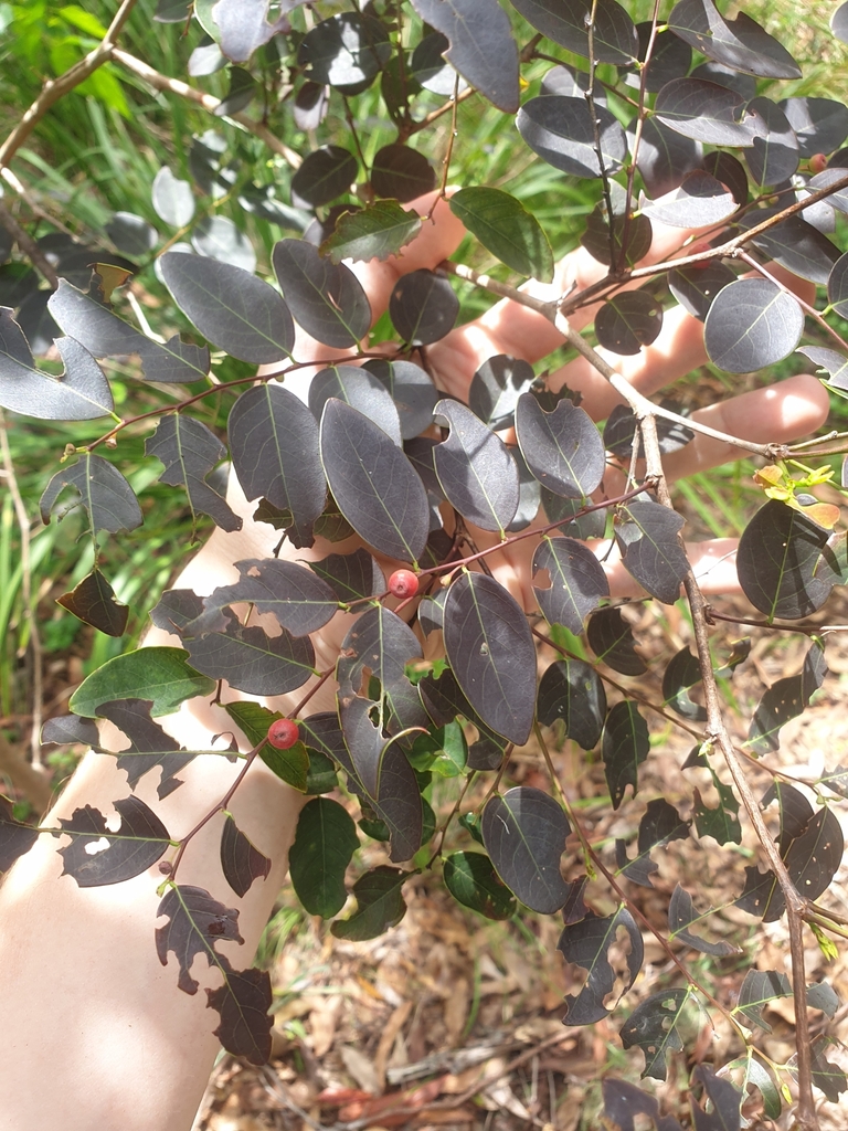 Breynia from Thornlands, AU-QL, AU on January 18, 2024 at 12:50 PM by ...