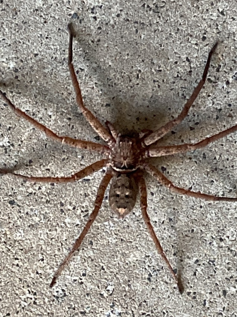 Jungle Huntsman Spider from Burraneer Rd, Coomba Park, NSW, AU on ...