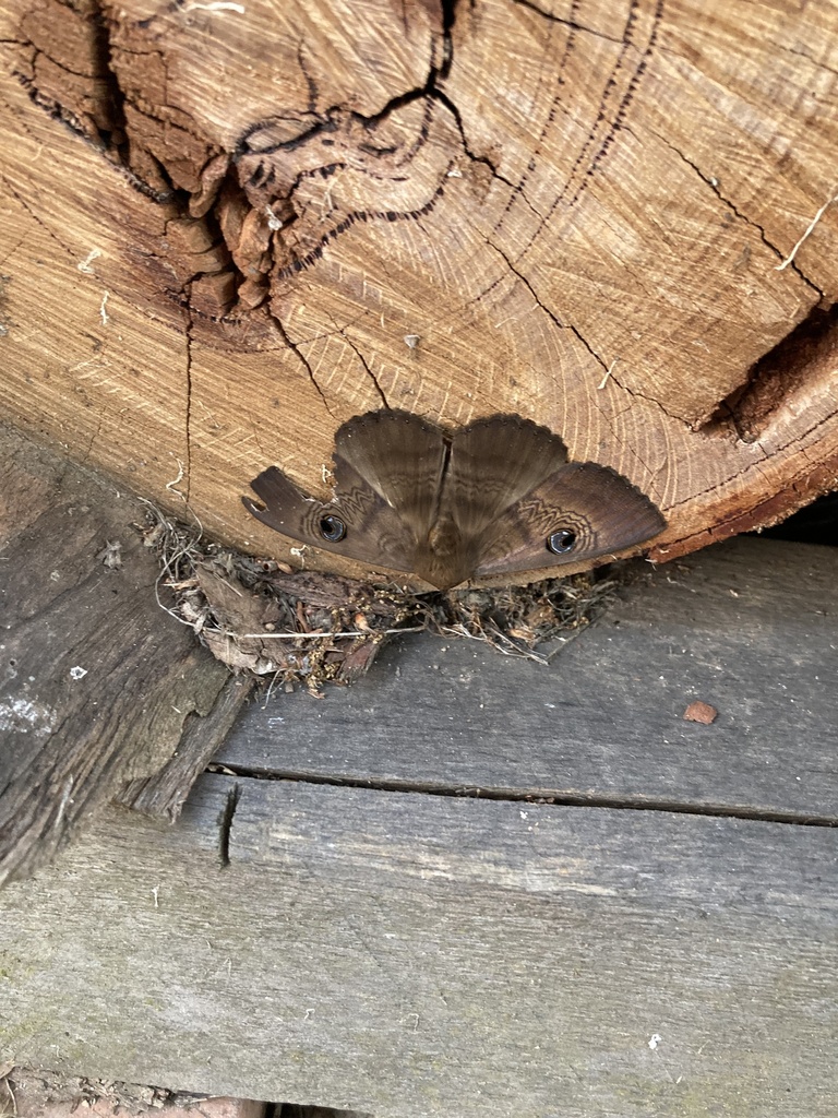 Southern Moon Moth from Gray La, Bruarong, VIC, AU on January 18, 2024 ...