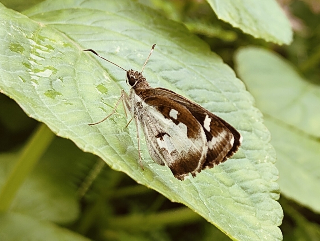 Grass Demon from Toa Payoh, Singapore on January 18, 2024 at 04:08 PM ...