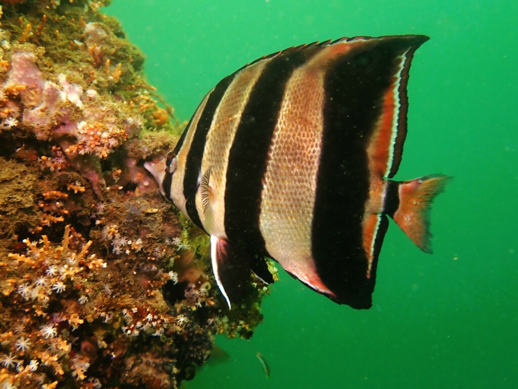 Eastern Talma from Sydney NSW, Australia on December 27, 2023 at 09:18 ...