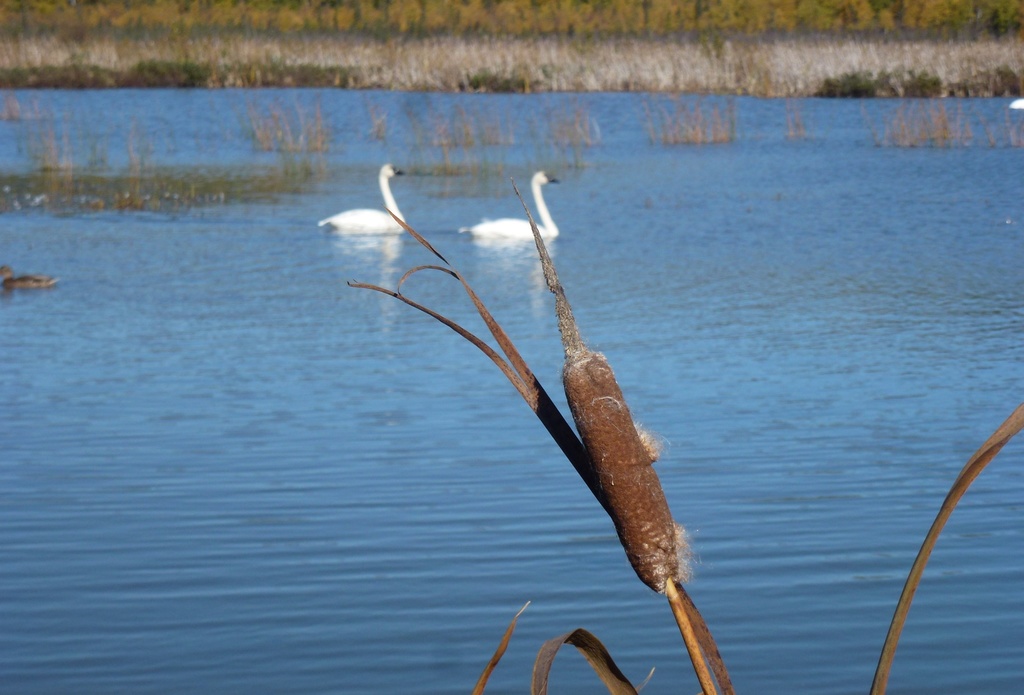 broadleaf cattail from Anchorage, AK, USA on September 22, 2015 at 01: ...