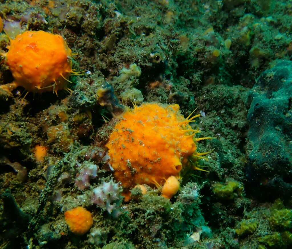 Puffball Sponges from Sydney NSW, Australia on September 2, 2023 at 11: ...