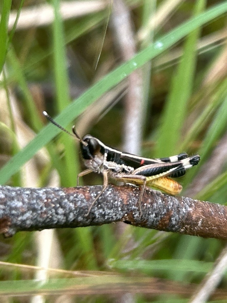Common Macrotona from Dingley Baseball & Softball Club, Dingley Village ...