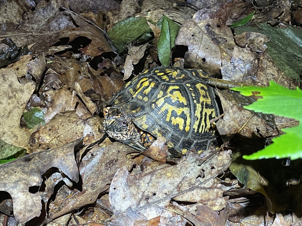 Eastern Box Turtle in June 2021 by cyndimcarter · iNaturalist