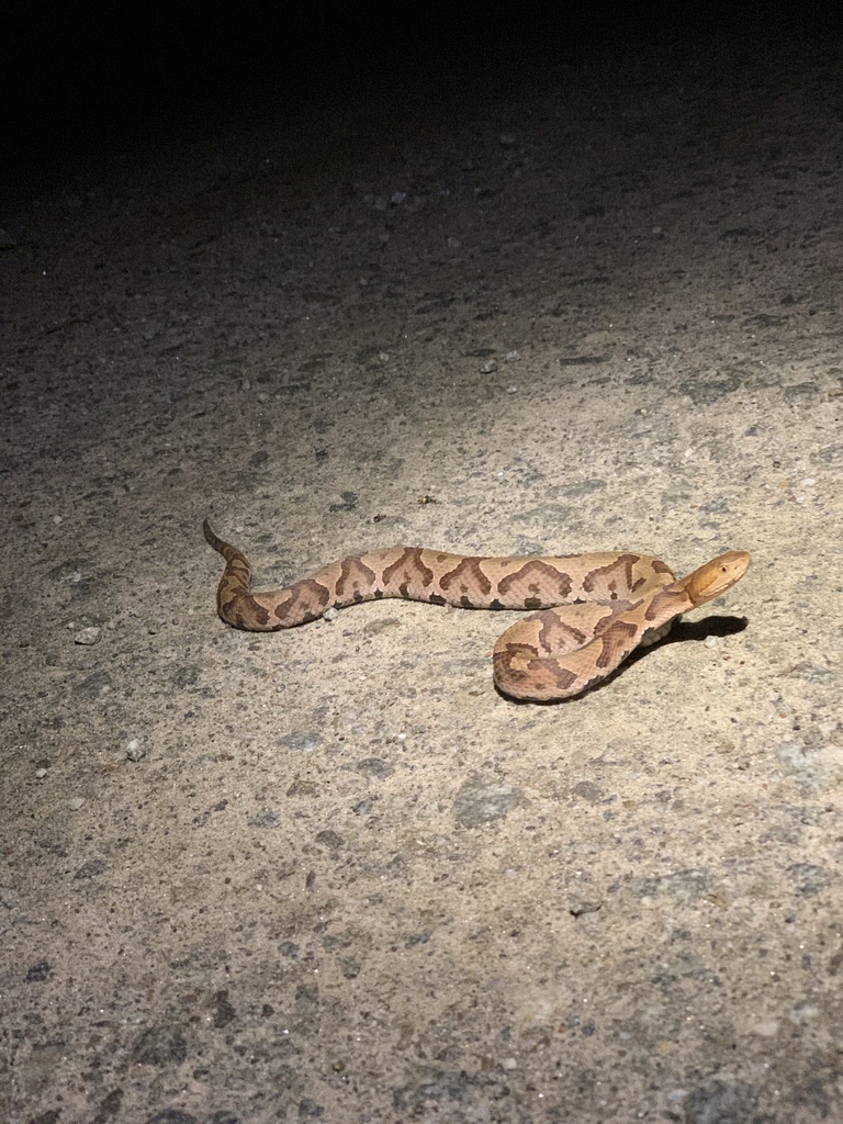 Eastern Copperhead in October 2019 by cyndimcarter · iNaturalist