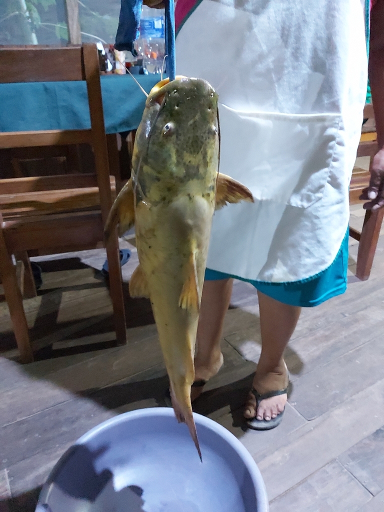 gilded catfish from 9CXH+Q2, Peña, Bolivia on November 6, 2023 at 07:33 ...