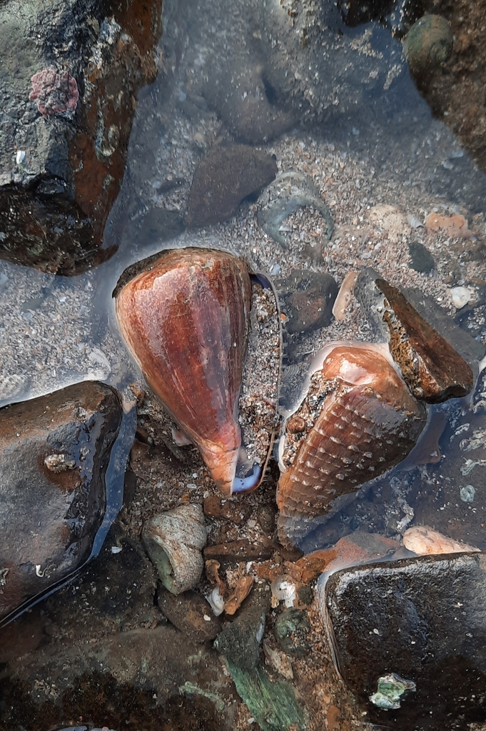 Hyena Cone from India on January 10, 2024 at 04:42 PM by Raniya Ansari ...
