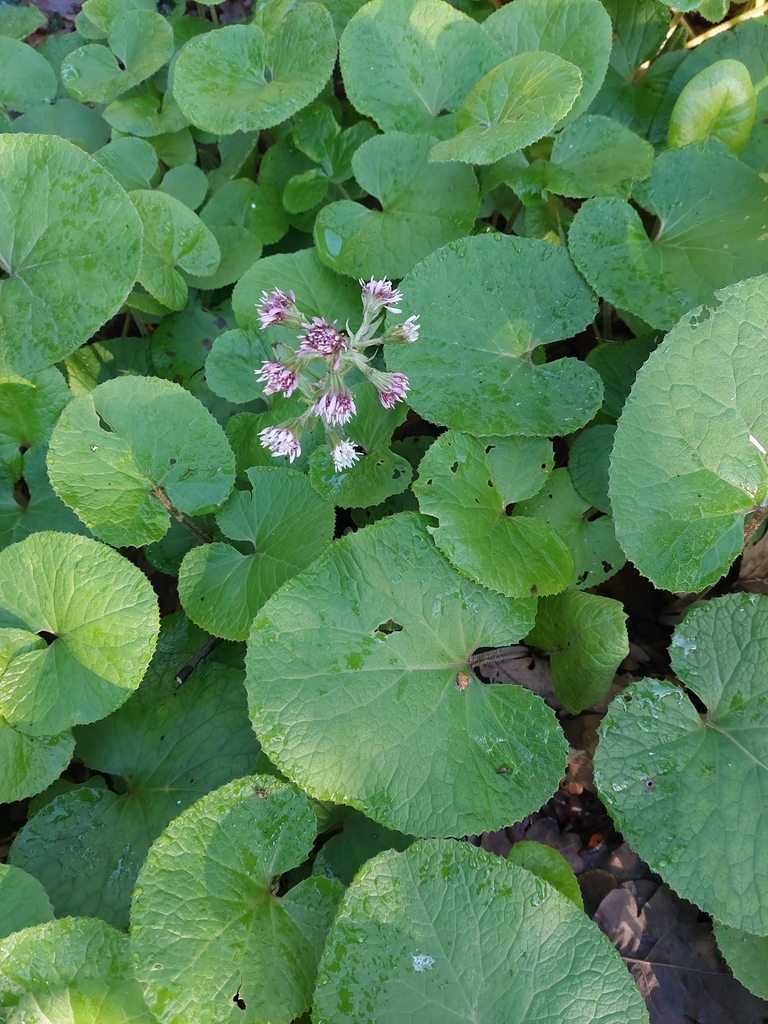 Winter Heliotrope from Henlys Corner / Addison Way (Stop TL), London ...