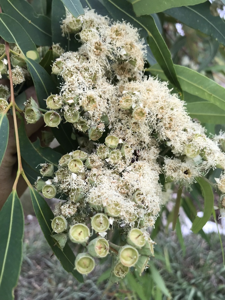 Rough-barked Apple from Narrabri NSW 2390, Australia on January 8, 2024 ...