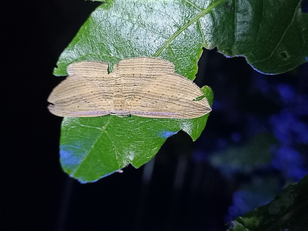 Cabbage tree moth from Waipawa 4274, New Zealand on January 12, 2024 at ...