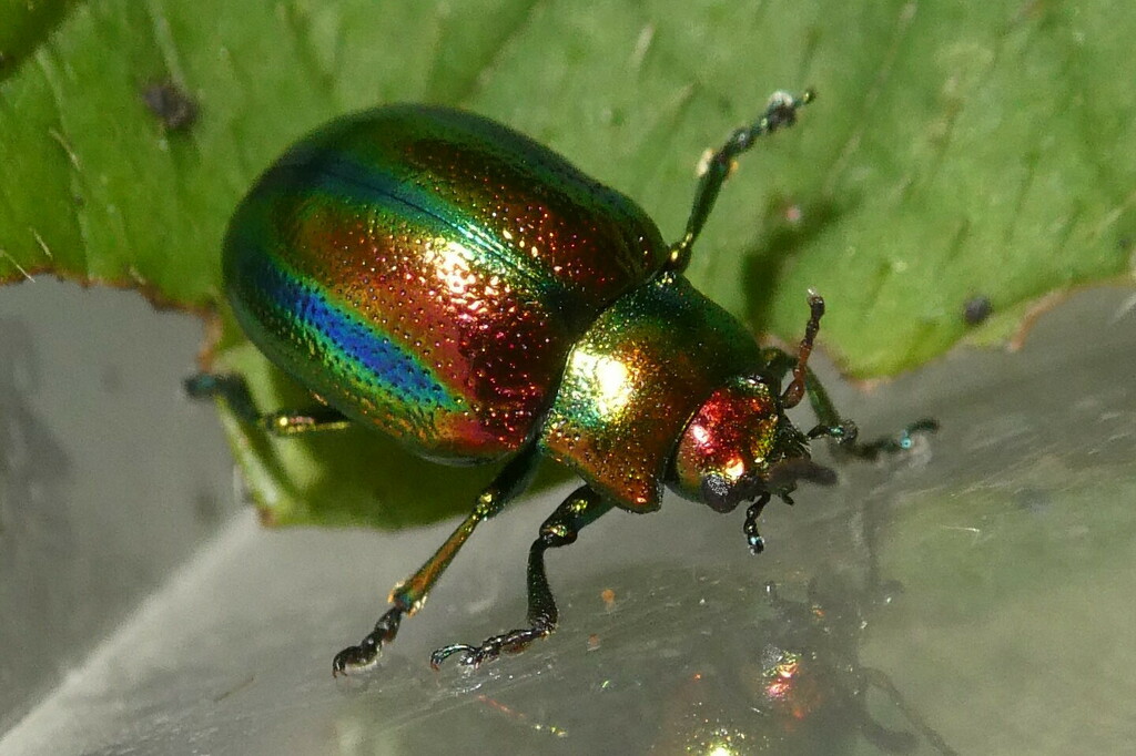 Dead-nettle Leaf Beetle from 94 Mauth, Deutschland on September 10 ...