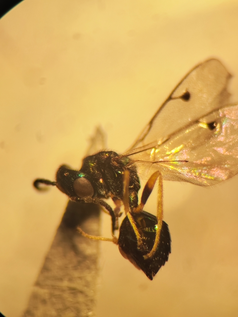 Stictomischus from yunnan on January 18, 2024 at 04:21 PM by Zixuan Li ...