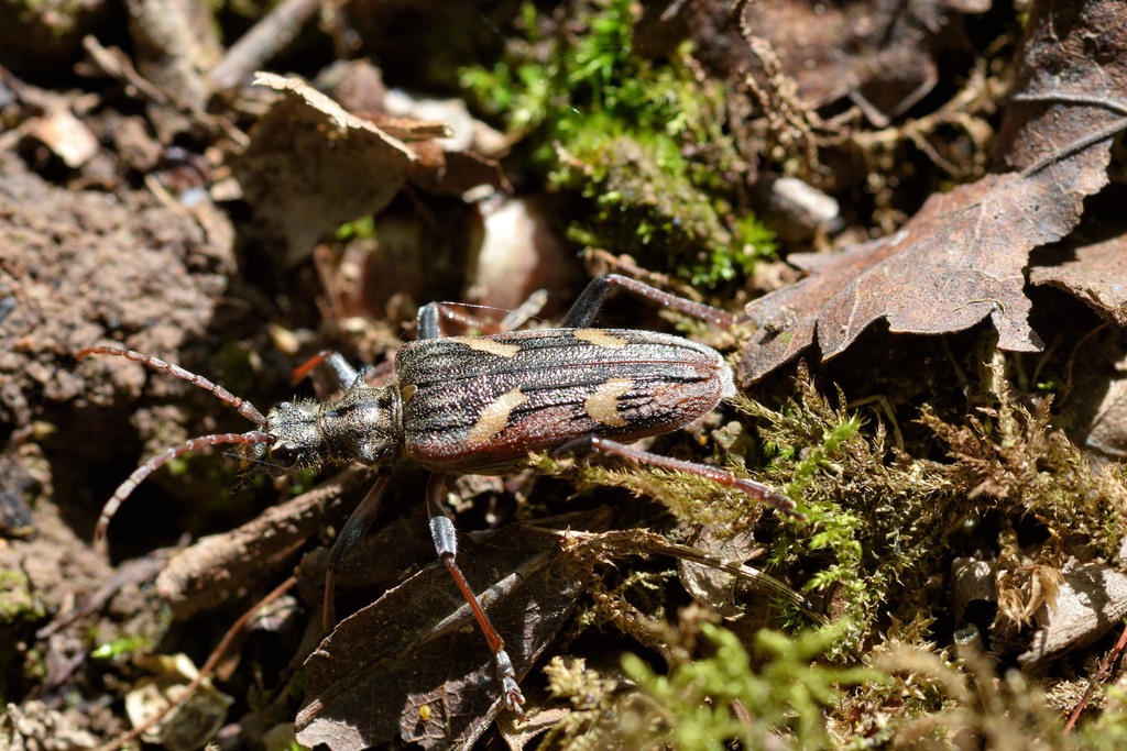 Two-banded Longhorn Beetle from Devon, UK rifton woods on May 29, 2021 ...
