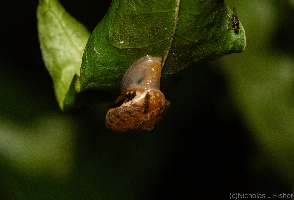 Iridescent Semi-Slug from Tamborine Mountain QLD 4272, Australia on ...