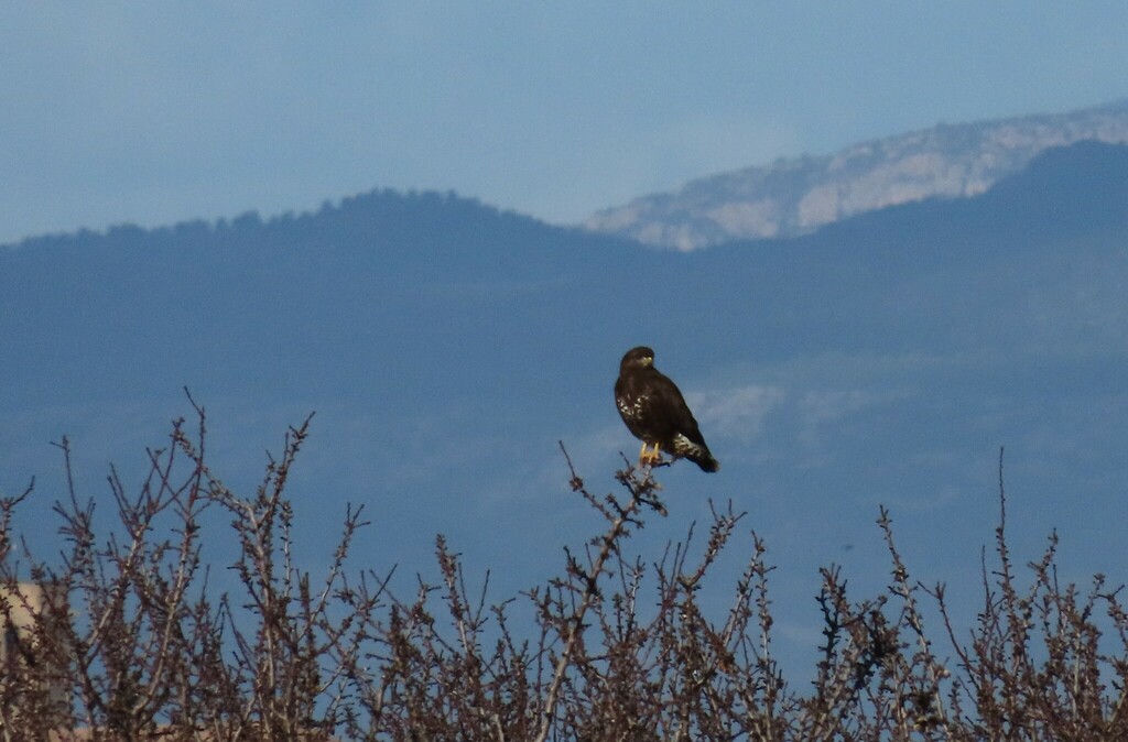 Common Buzzard from Lérida, España on January 18, 2024 at 12:05 PM by ...