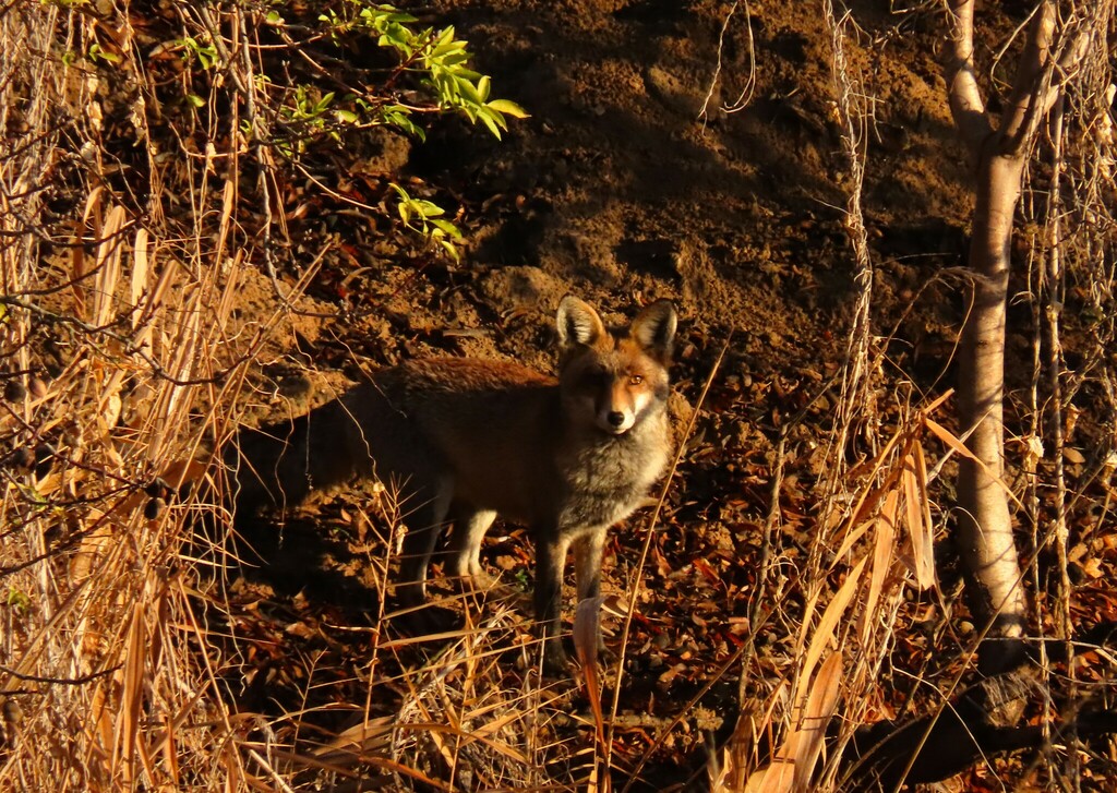 Iberian Red Fox from Lérida, España on January 18, 2024 at 09:55 AM by ...