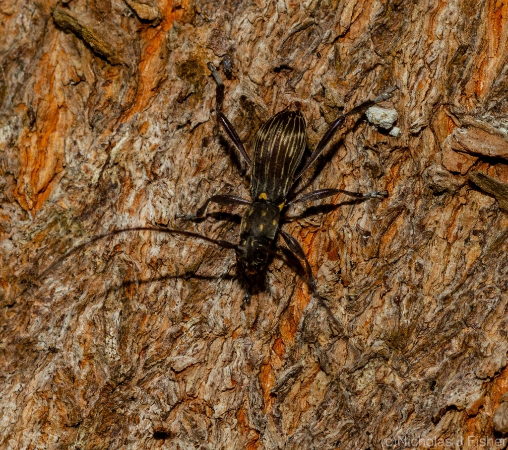Mesolita lineolata from Tamborine Mountain QLD 4272, Australia on ...