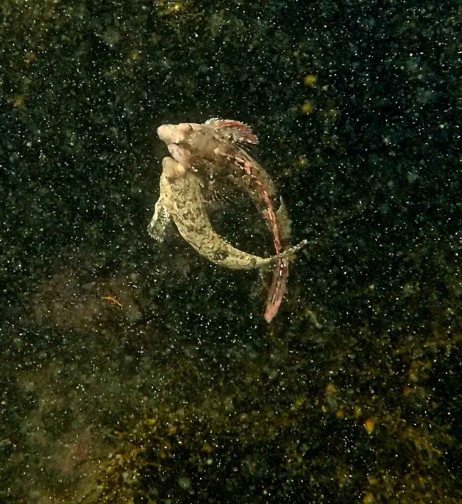 Painted Stinkfish from Hampton Beach, Victoria, Australia on September ...