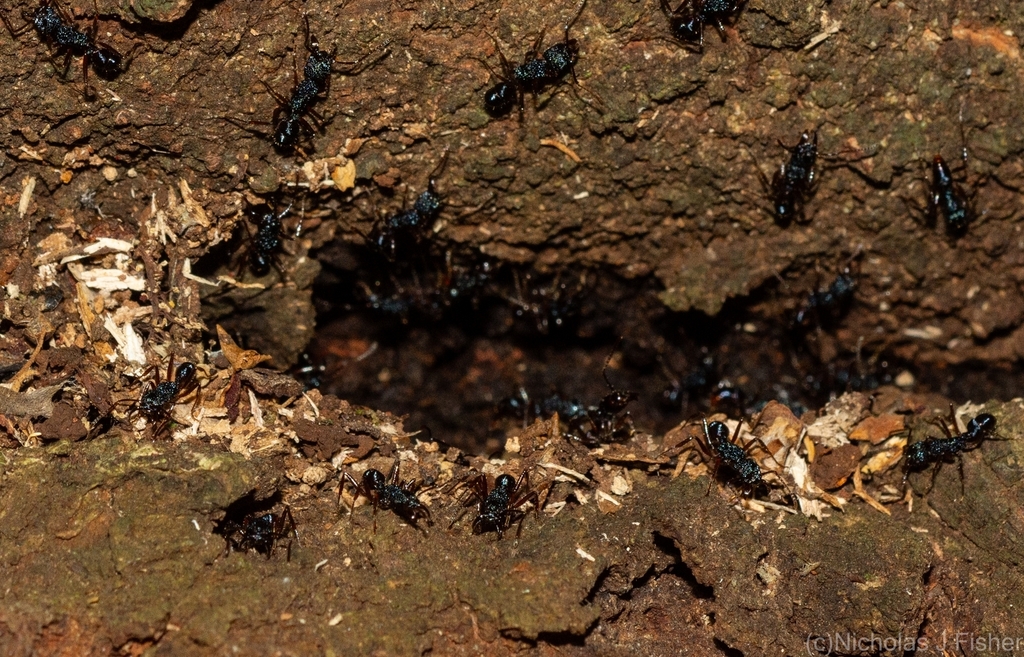 Blue Pony Ant from Tamborine Mountain QLD 4272, Australia on January 15 ...