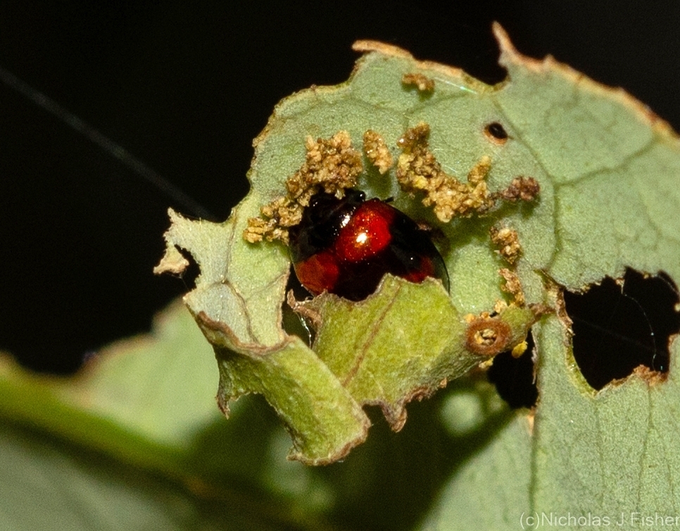 Leaf Beetles from Tamborine Mountain QLD 4272, Australia on January 15 ...