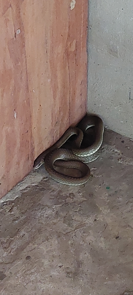 Olive Whip Snake from 288C+H8C, République du Congo on January 17, 2024 ...