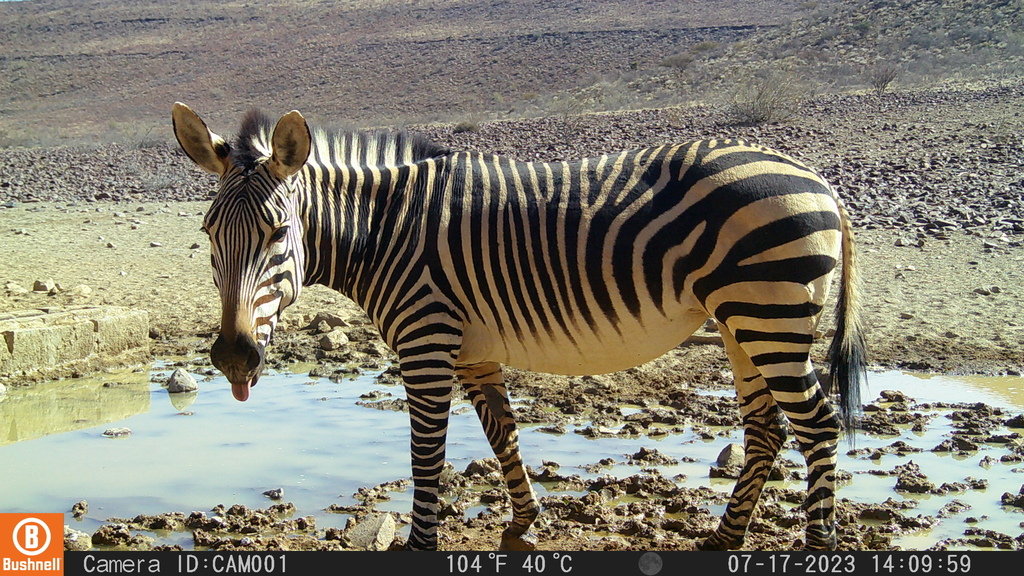 Hartmann's Mountain Zebra in July 2023 by Alex Dreyer · iNaturalist