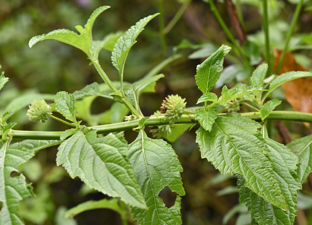 false ironwort from 403R Jln Ulu Sembawang, Ulu Sembawang Park ...