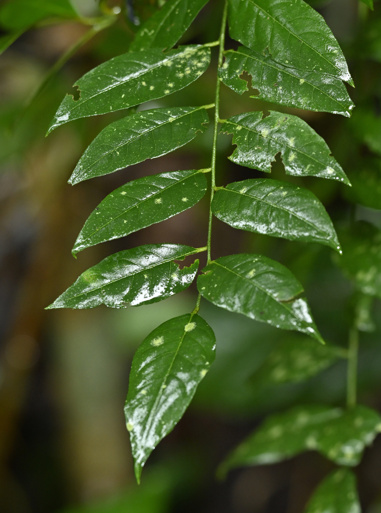 Coffee Bush from 403R Jln Ulu Sembawang, Ulu Sembawang Park Connector ...
