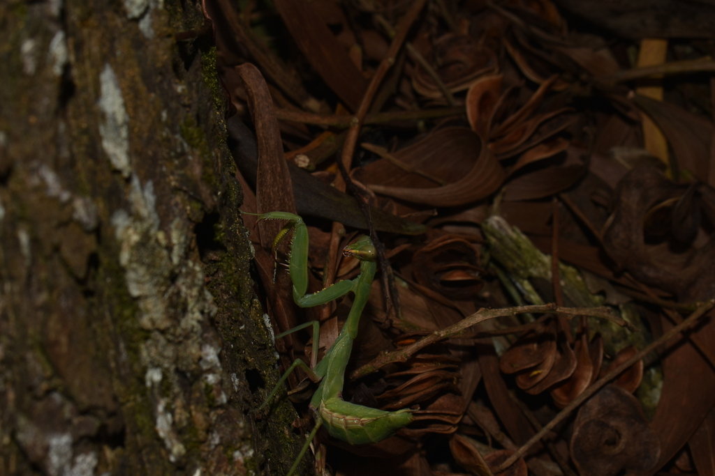 Giant Asian Mantises from Tagaytay, Cavite, Philippines on December 24 ...