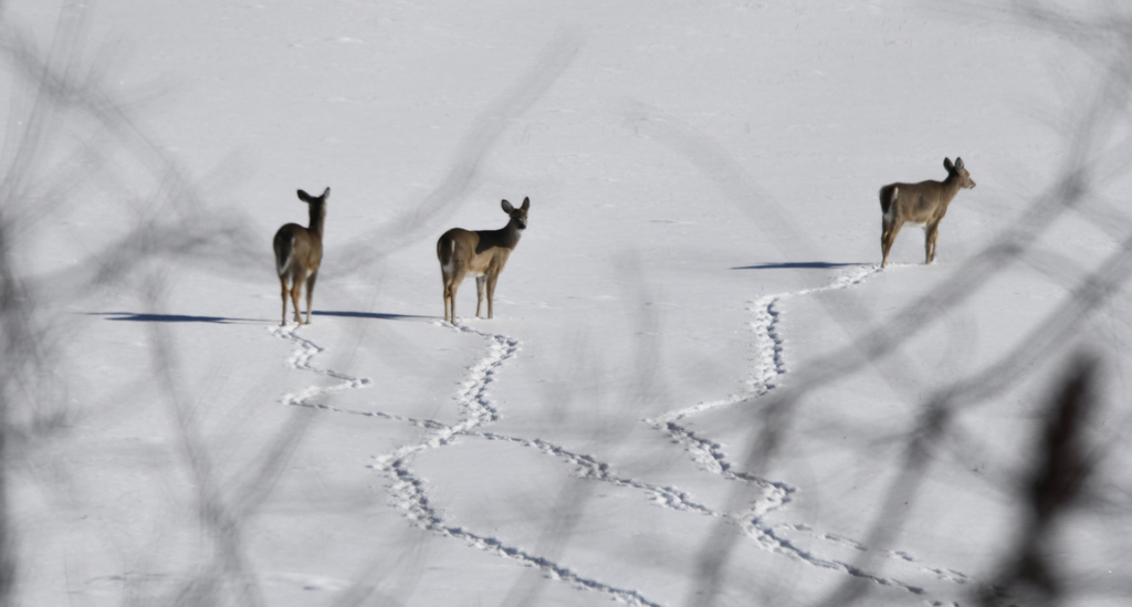White-tailed Deer from Randolph County, WV, USA on January 17, 2024 at ...