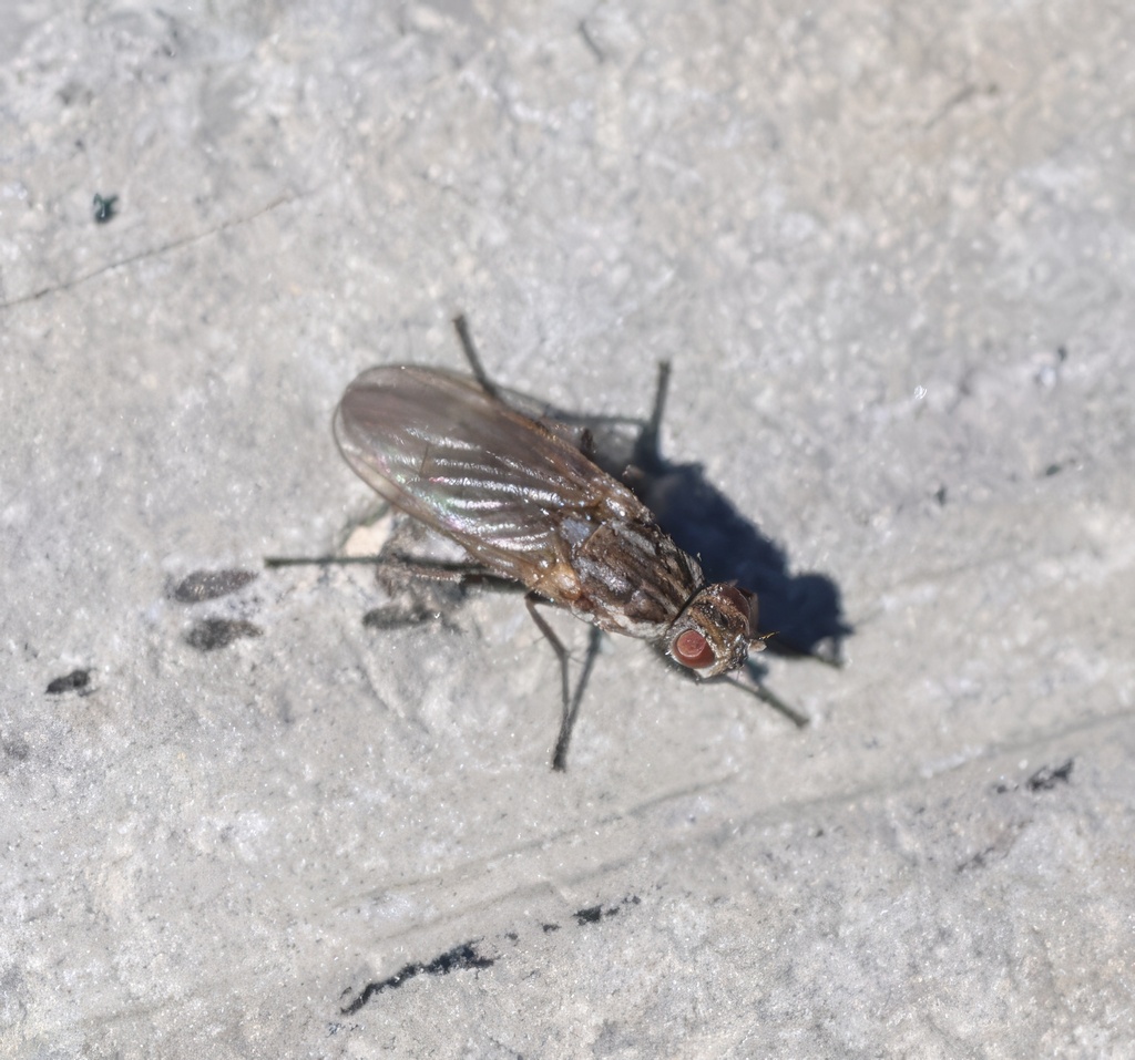Seaweed Flies from San Pedro, Los Angeles, CA, USA on January 11, 2024 ...