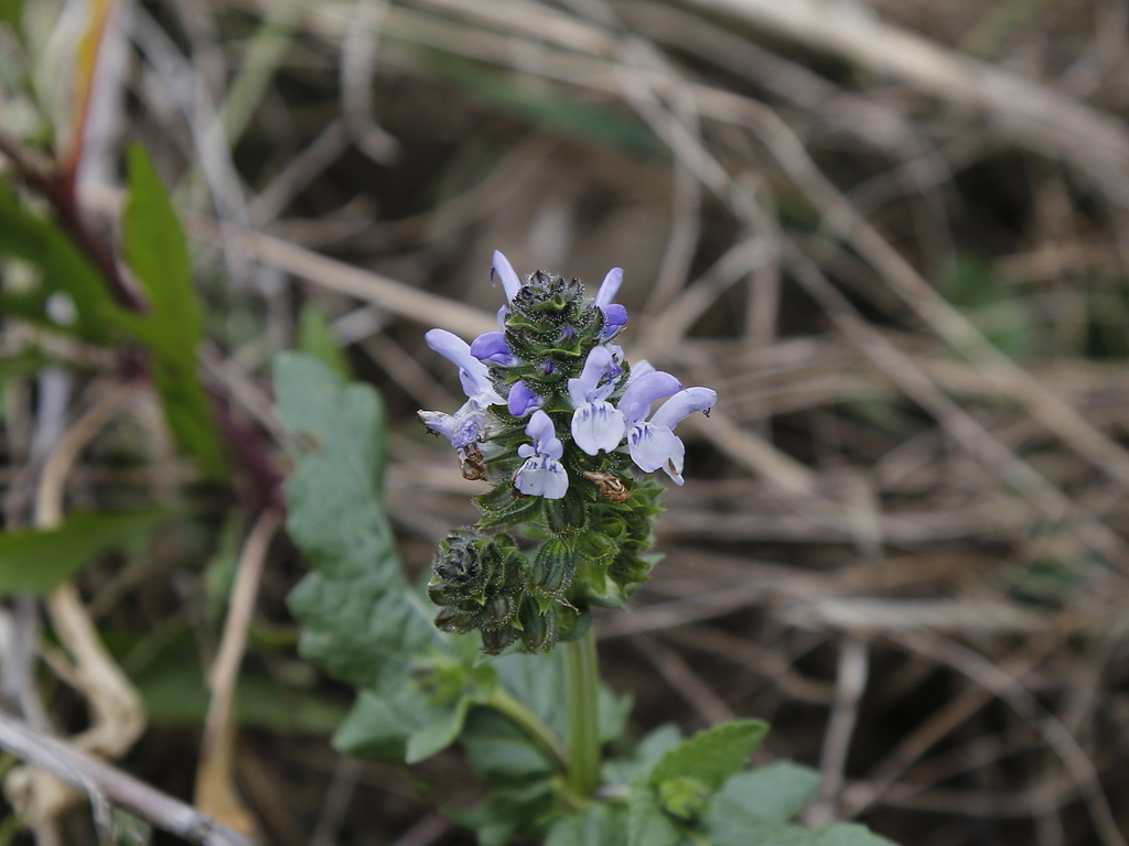 Tyrrhenian Wild Clary from Sassari, Italia on January 13, 2024 at 01:15 ...