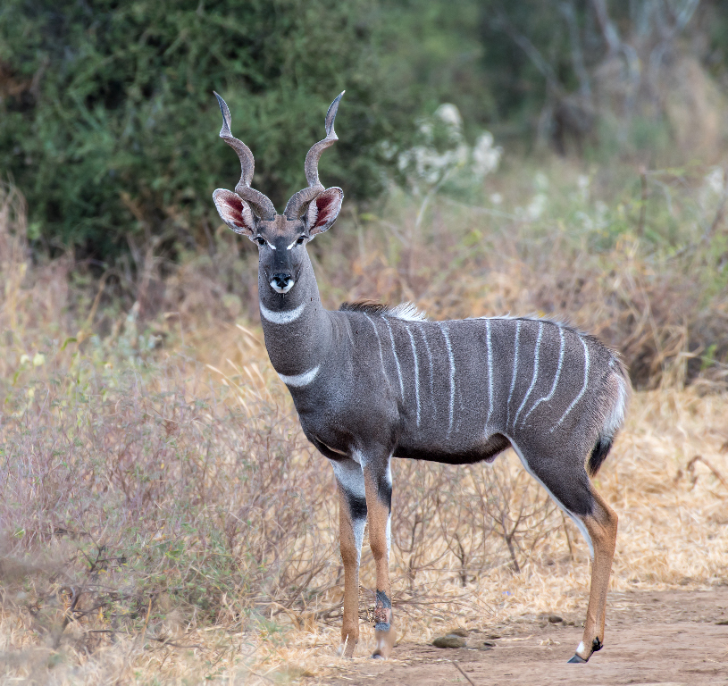 Southern Lesser Kudu (Tragelaphus imberbis australis) - Know Your Mammals
