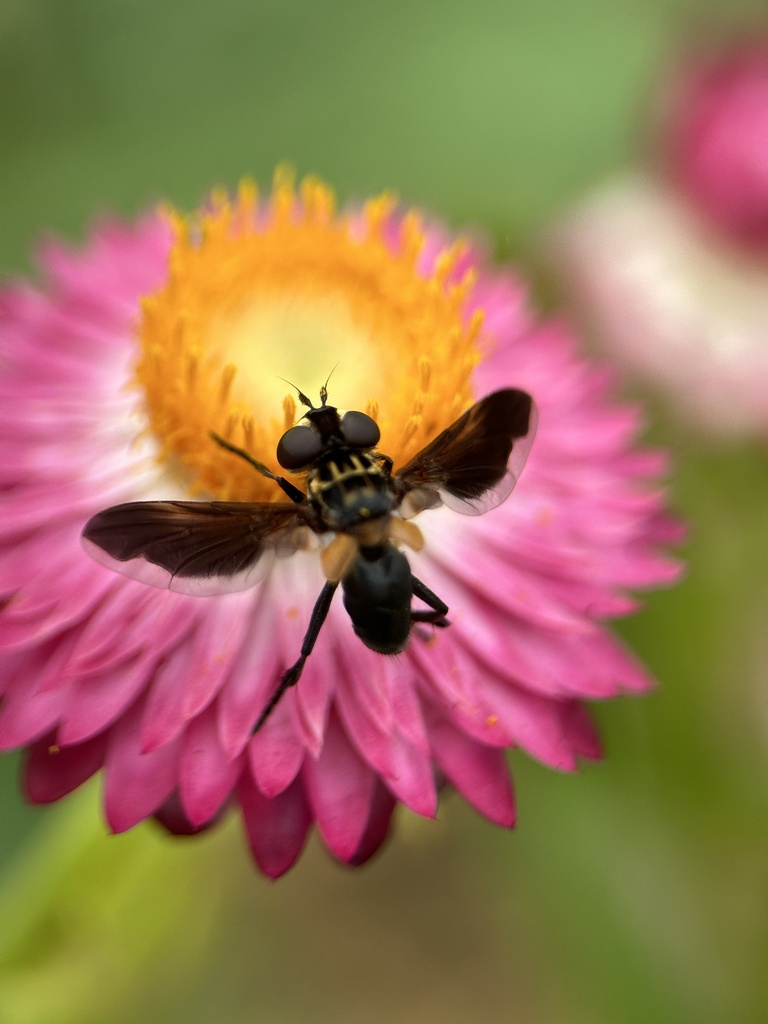 Trichopoda pictipennis from Milton Pl, Lake Coogee, WA, AU on January ...
