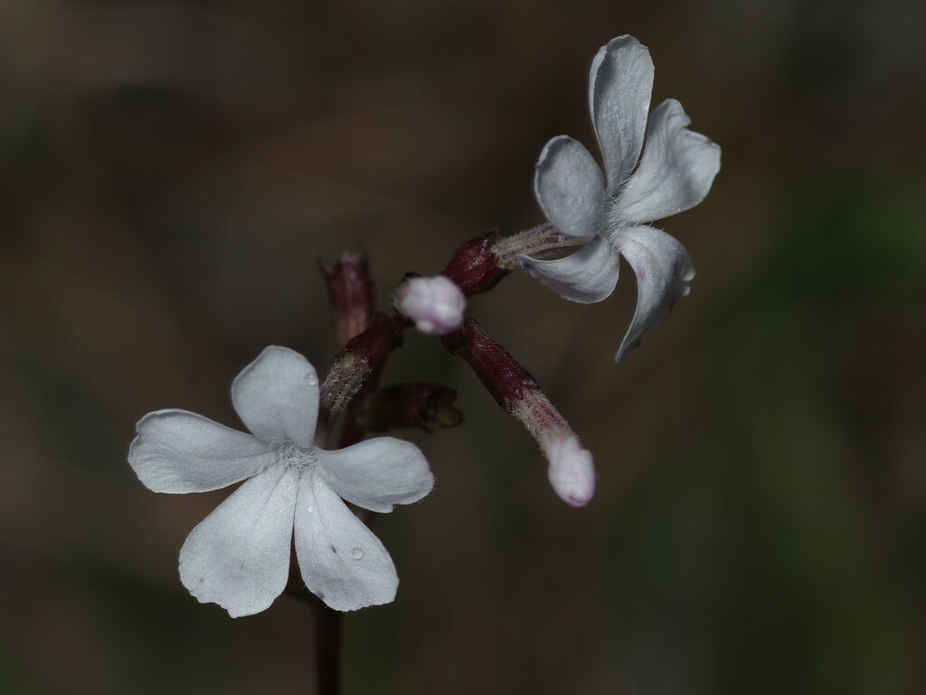 Florida bluehearts from Triple N Ranch Wildlife Management Area, St ...