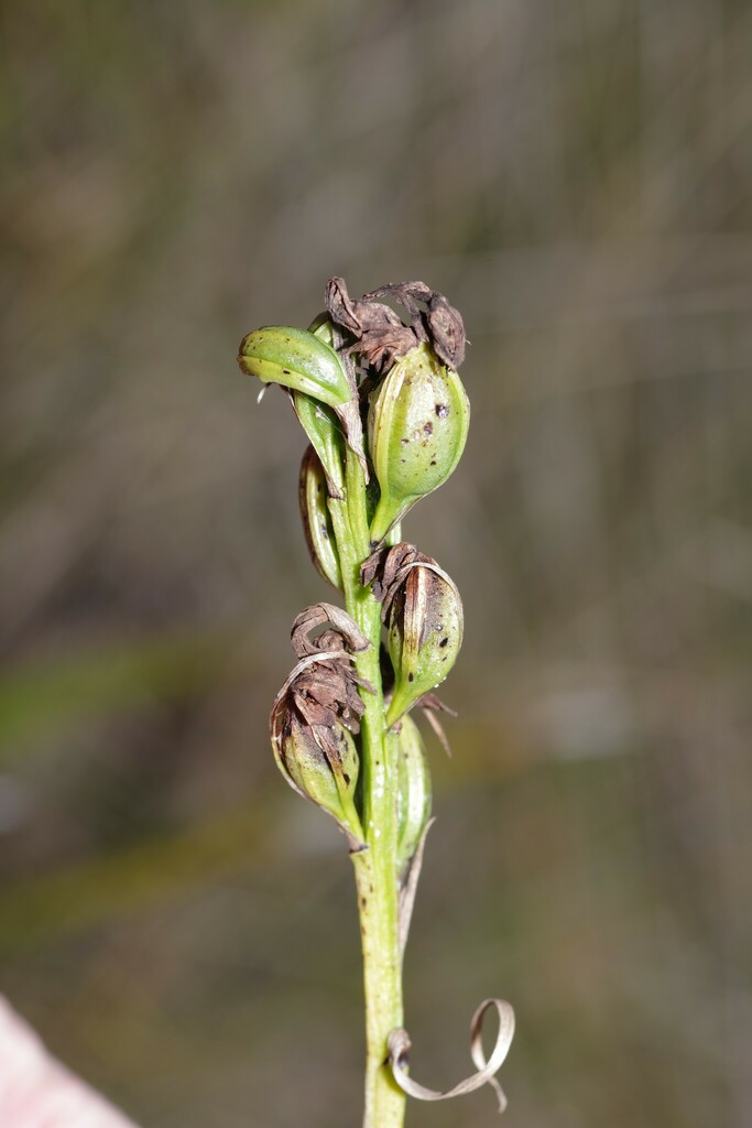 Giant Orchid in January 2024 by Peter and Kim Connolly. Triple N Ranch ...